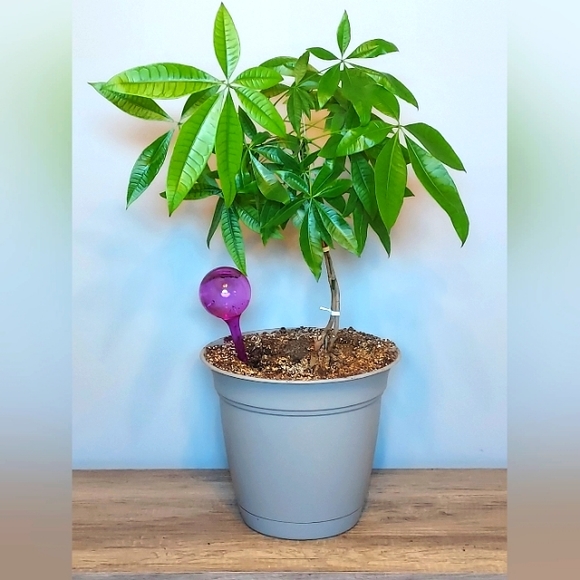 Boutique | Other | 3 Bundlelot Lavenderpurple Watering Globes For ...